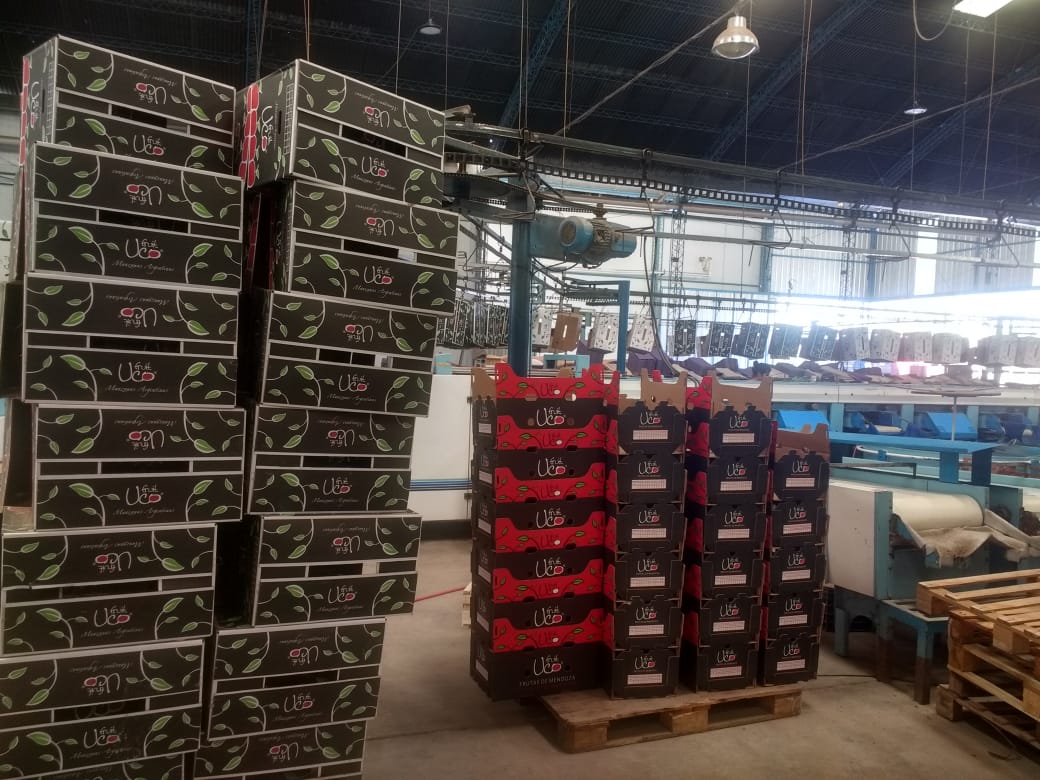 Desde el Valle de Uco se embarcó la primera carga de manzanas a Europa ...